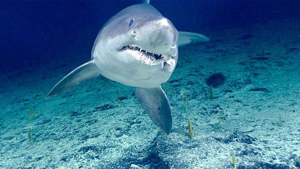 NOAA seeks feedback on proposed marine sanctuary | News, Sports, Jobs ... NOAA seeks feedback on proposed marine sanctuary | News, Sports, Jobs ...